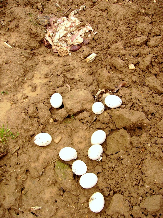 Poisoning of wild birds / Komitee gegen den Vogelmord e. V.